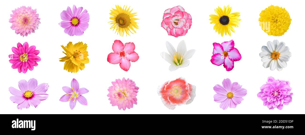 Collection of different colorful flower, Isolated on white background ...