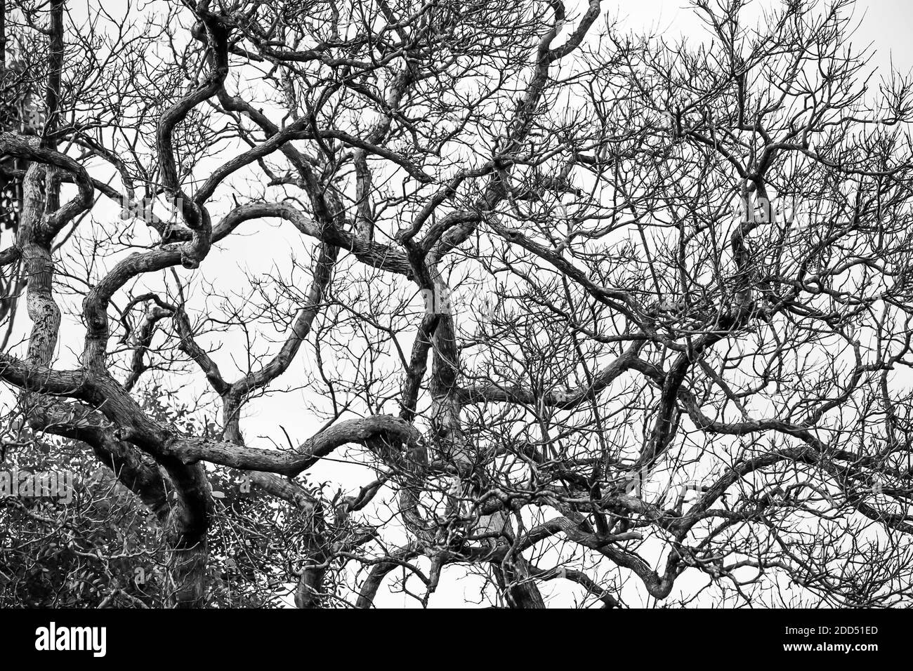 Abstract Tree Branches