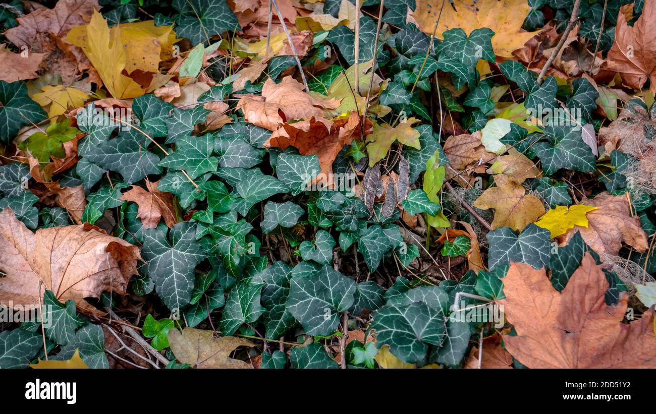 Autumn leaves on evergreen Common Ivy (lat.: Hedera helix) vines Stock ...