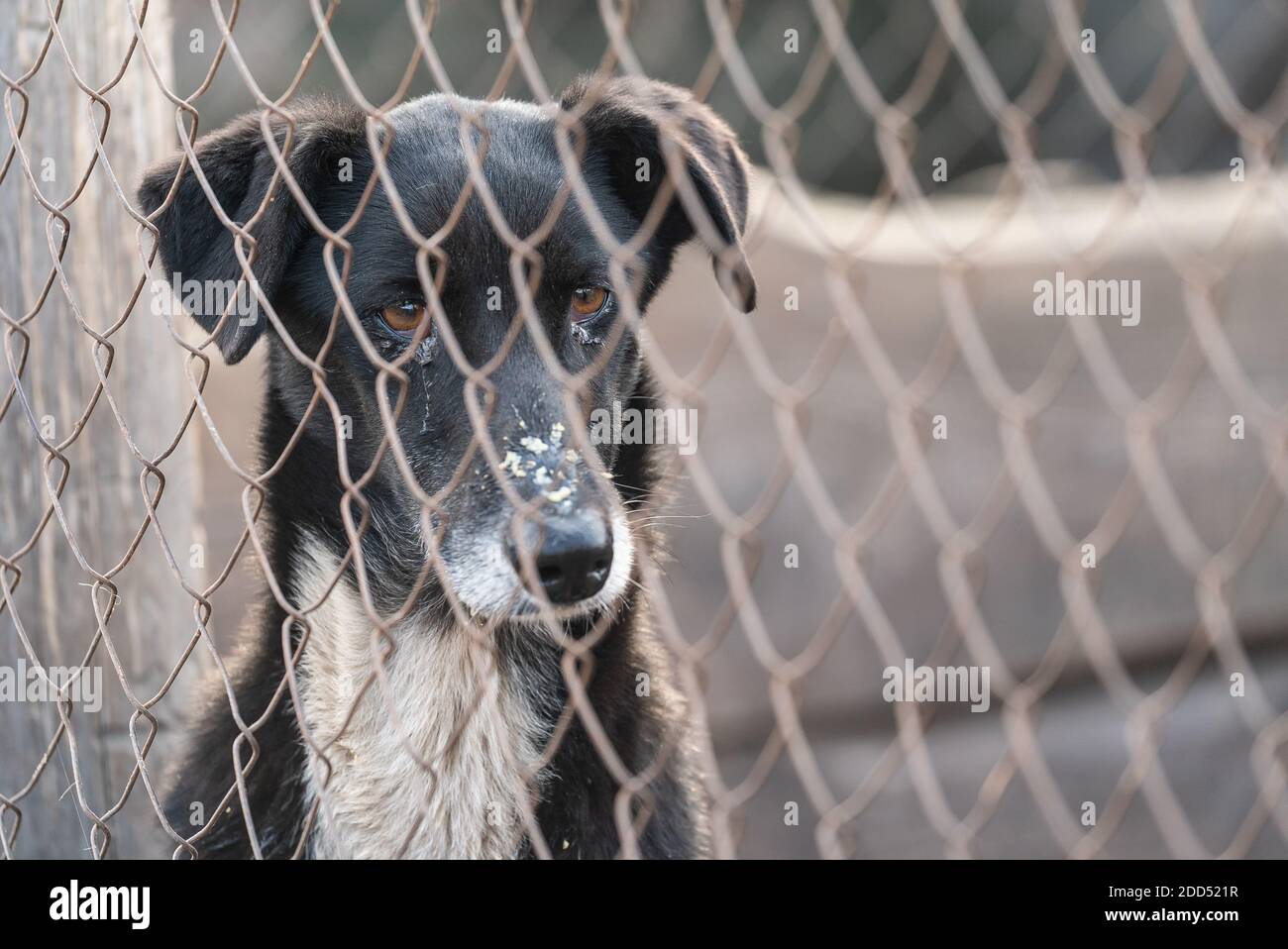 Homeless dog in a shelter for dogs Stock Photo - Alamy