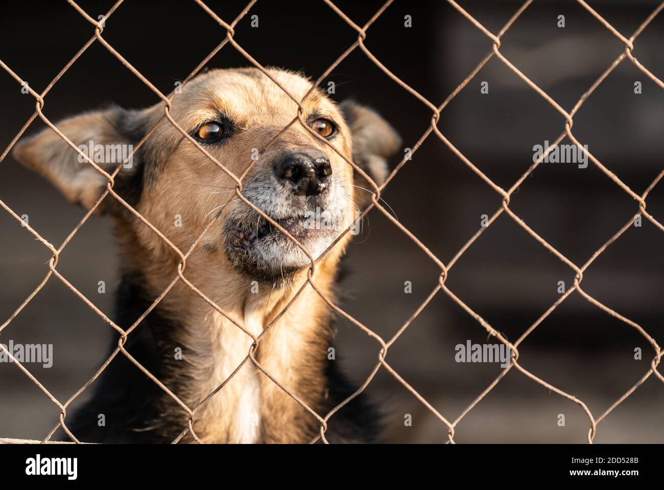 Homeless dog in a shelter for dogs Stock Photo - Alamy