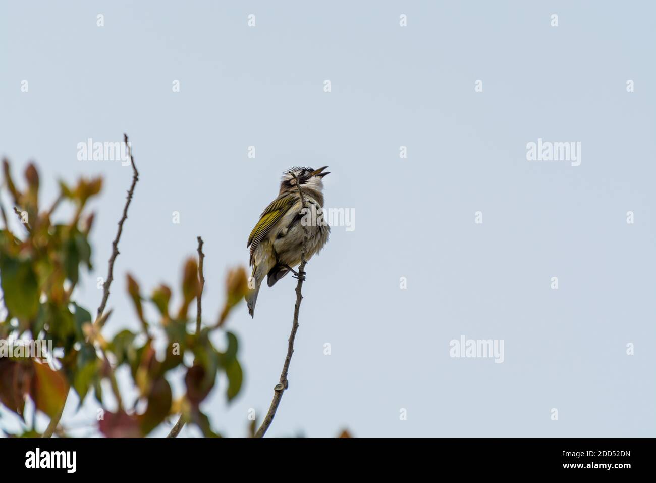 Chinese Bulbul on a tree in the Putuo mountain, Zhoushan, Zhejiang ...