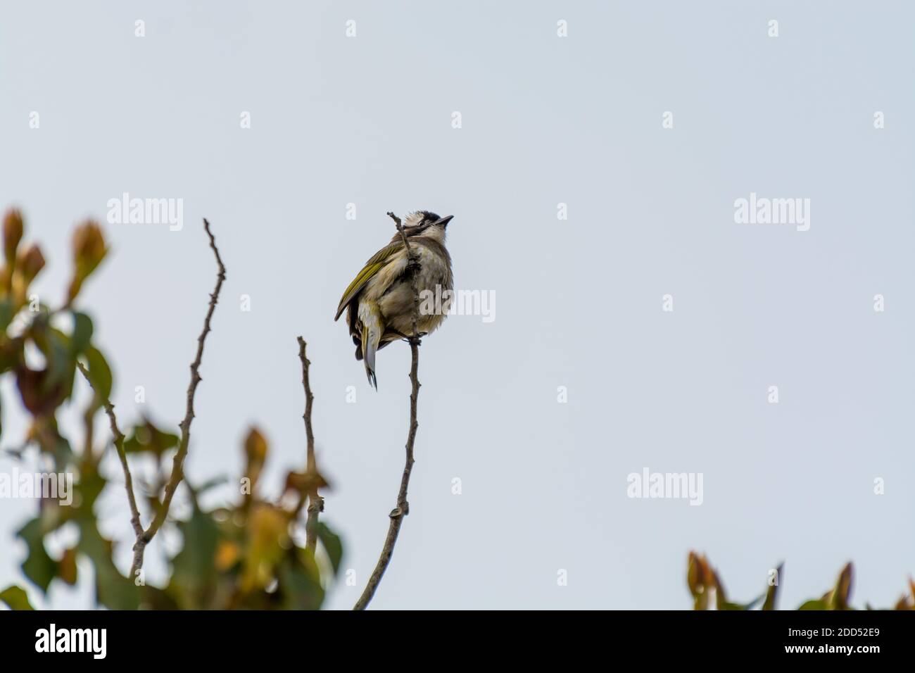 Chinese Bulbul on a tree in the Putuo mountain, Zhoushan, Zhejiang ...