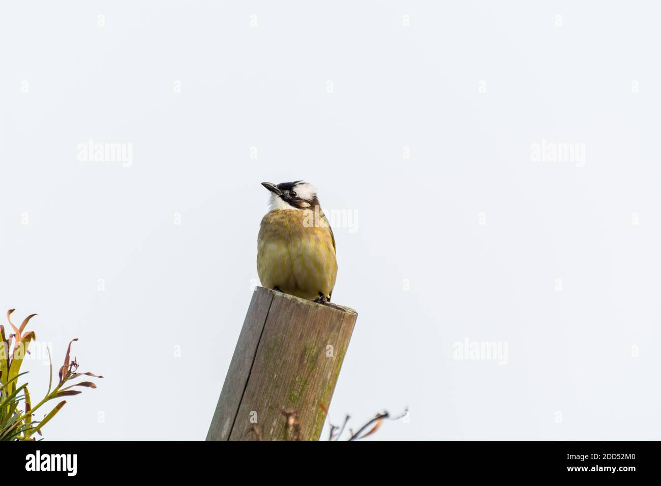 Chinese Bulbul bird in Zhoushan, China Stock Photo - Alamy