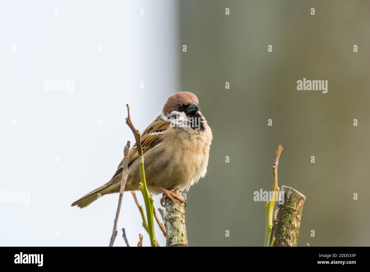 Chinese house sparrow hi-res stock photography and images - Alamy
