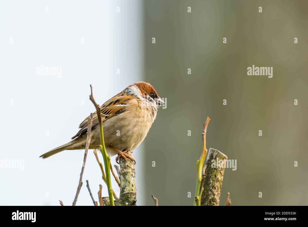 Chinese house sparrow hi-res stock photography and images - Alamy