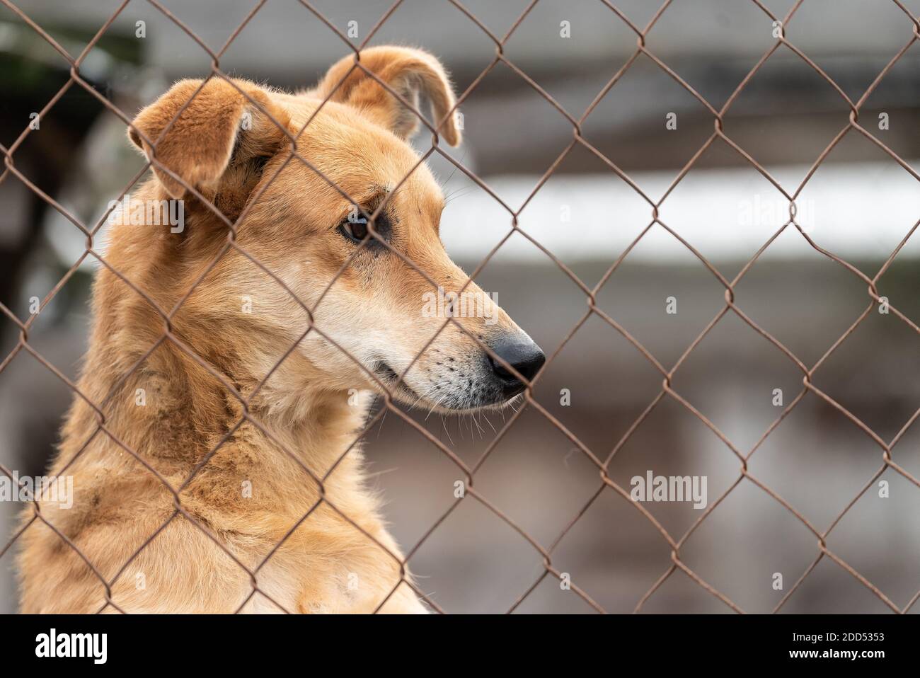 Homeless dog in a shelter for dogs Stock Photo - Alamy