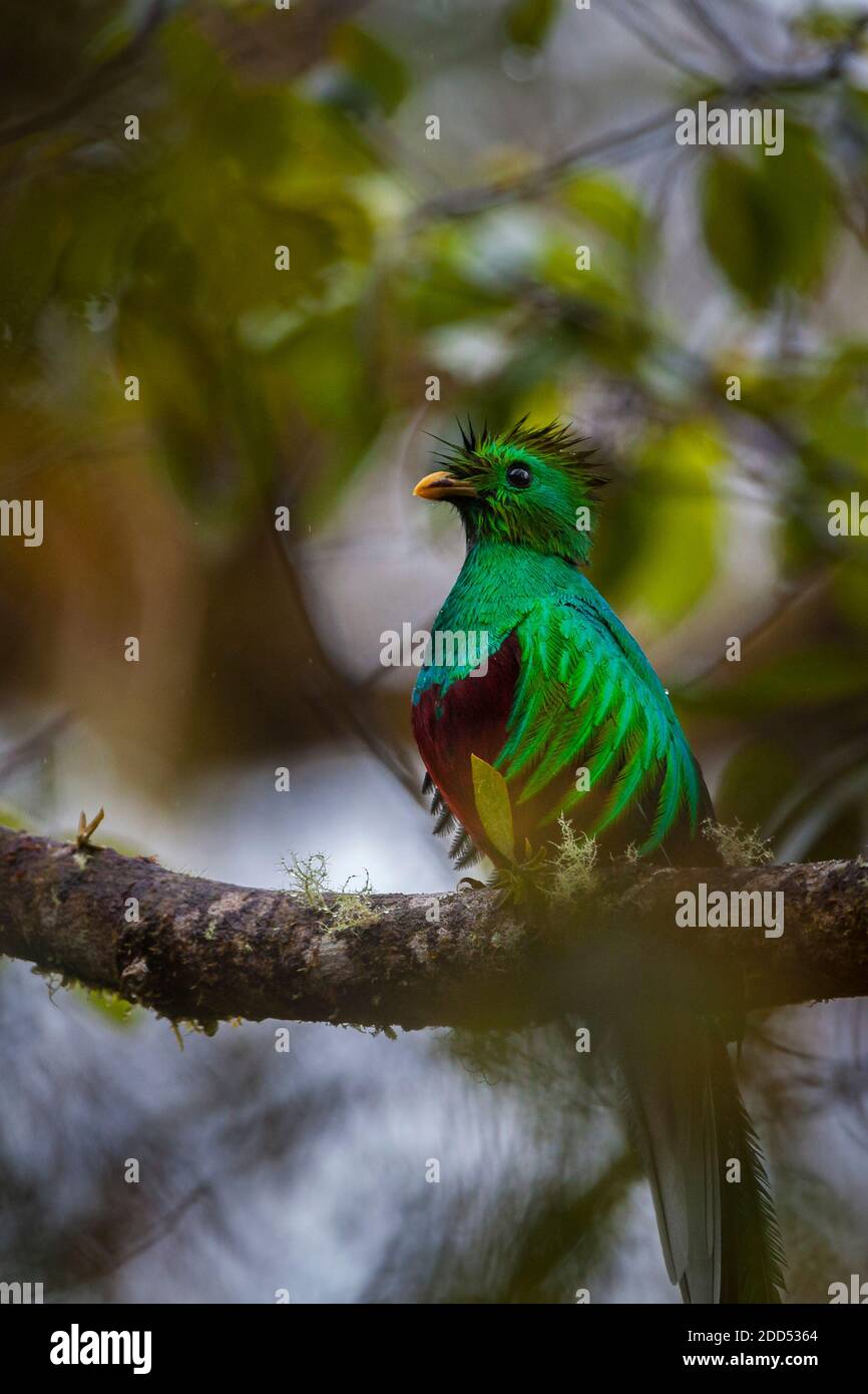 Panama wildlife with a resplendent quetzal, Pharomachrus mocinno, in ...