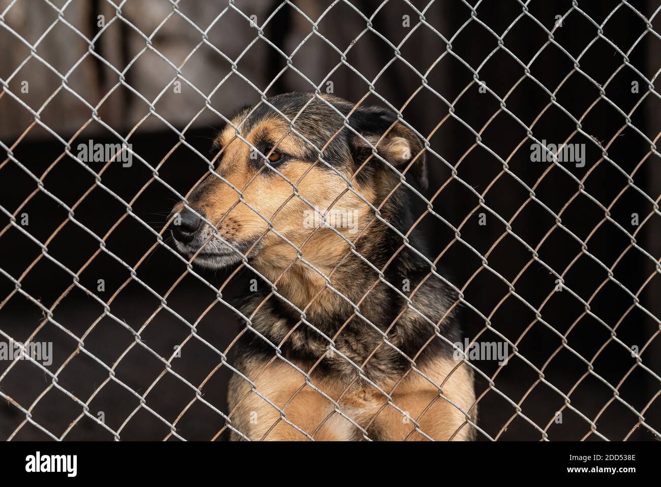 Homeless dog in a shelter for dogs Stock Photo - Alamy