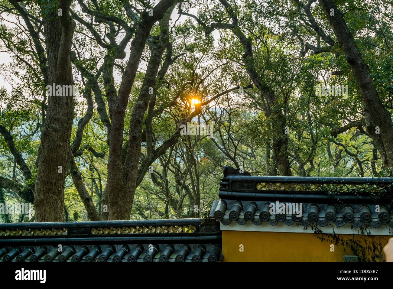Forest and the sun with golden light in the Putuoshan mountains ...