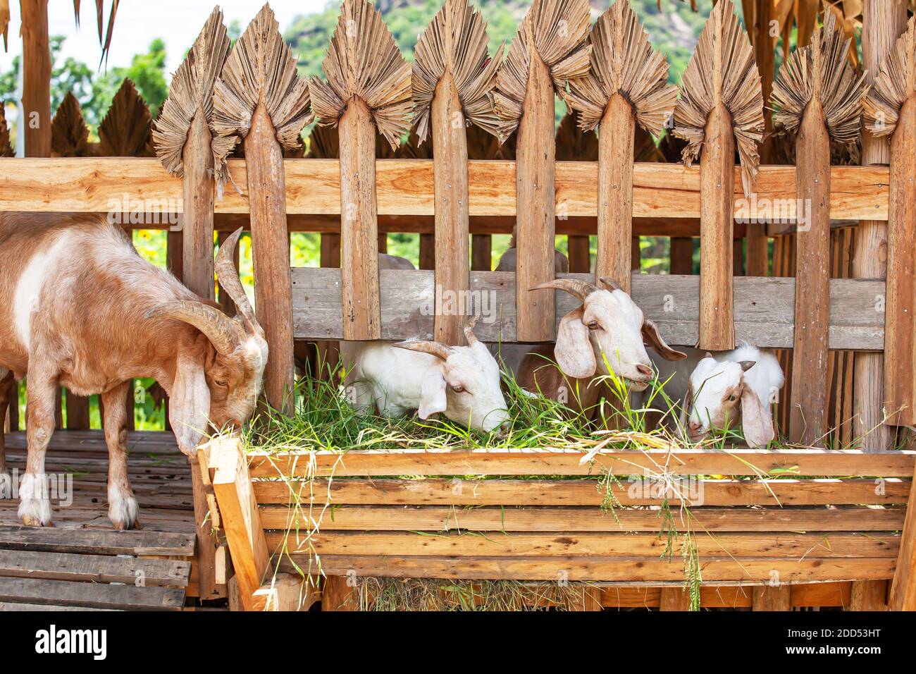 Asian kids little goat hi-res stock photography and images - Alamy