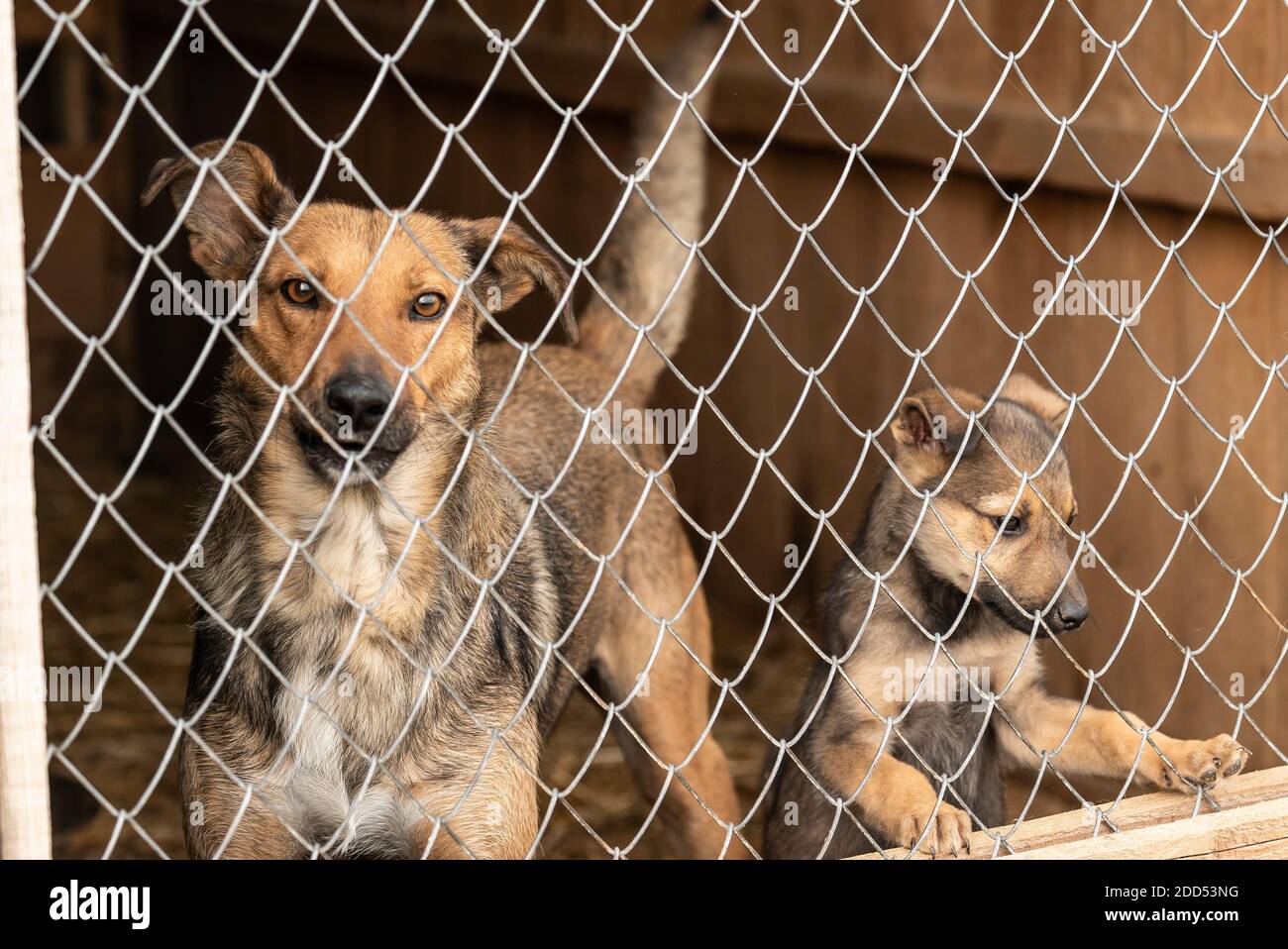 Homeless dog in a shelter for dogs Stock Photo - Alamy