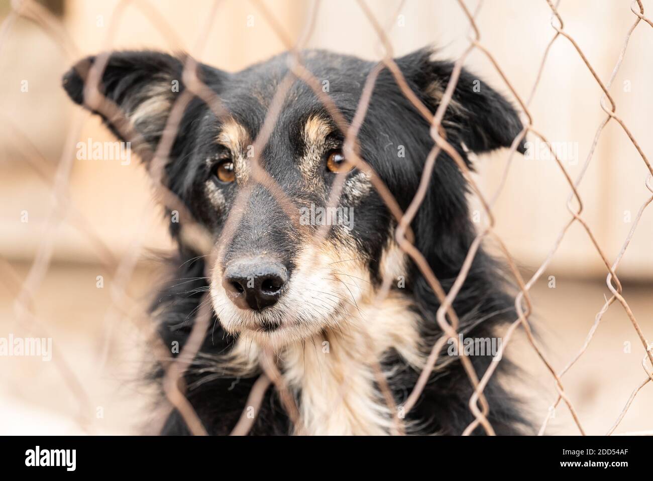 Homeless dog in a shelter for dogs Stock Photo - Alamy