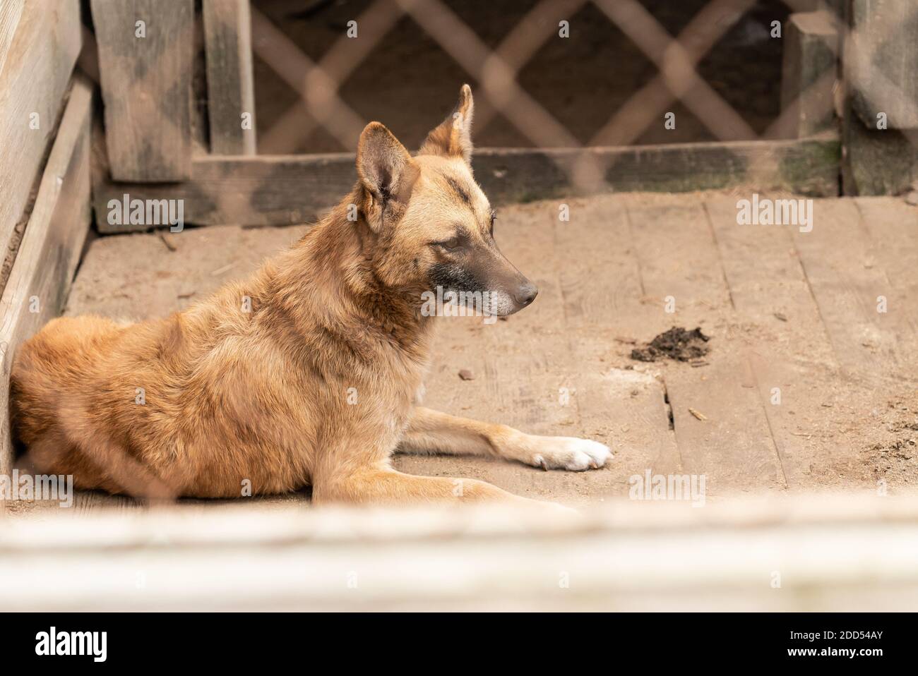 Homeless dog in a shelter for dogs Stock Photo - Alamy