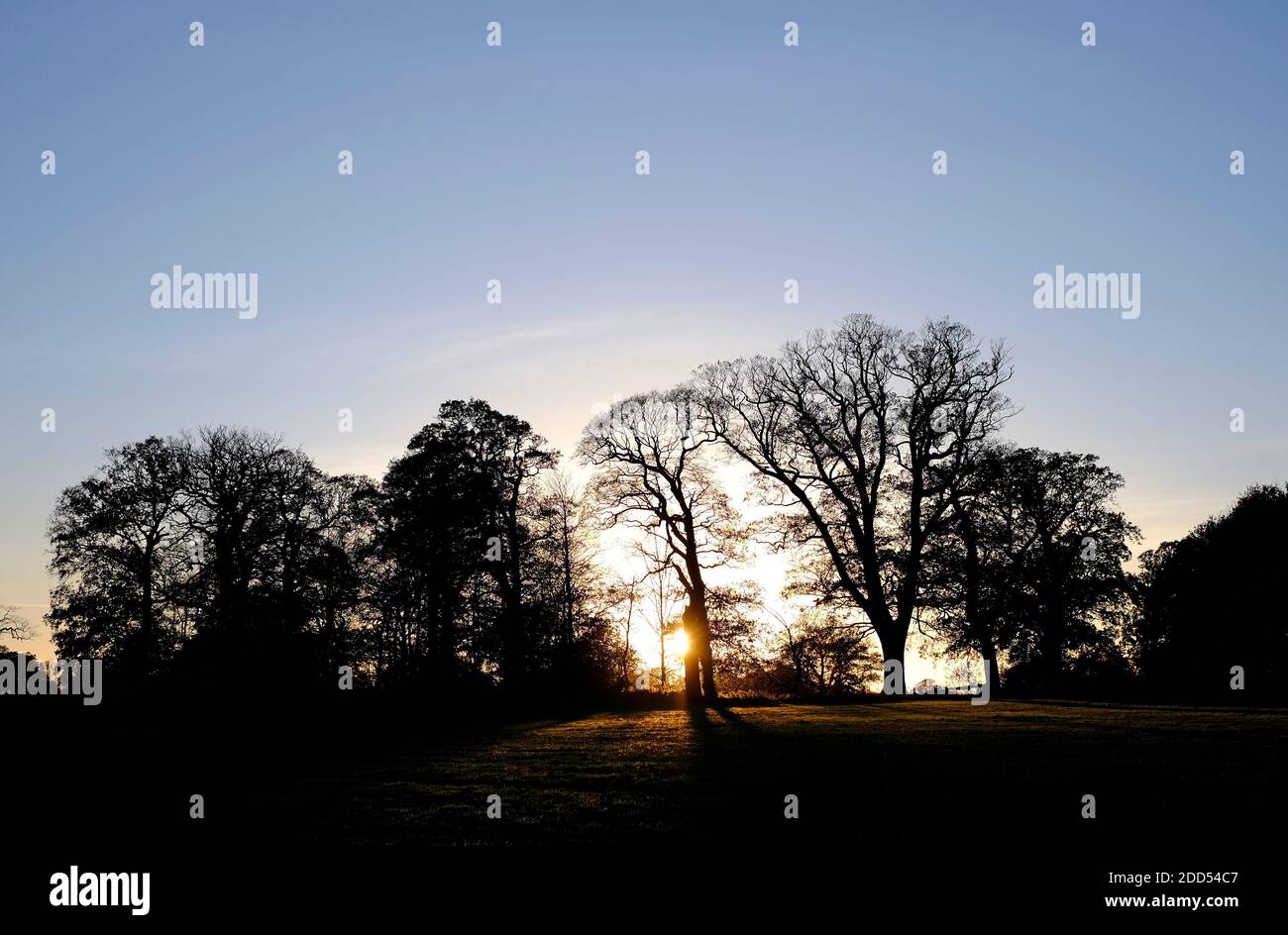 autumn tree silhouettes on autumnal blue sky, norfolk, england Stock ...