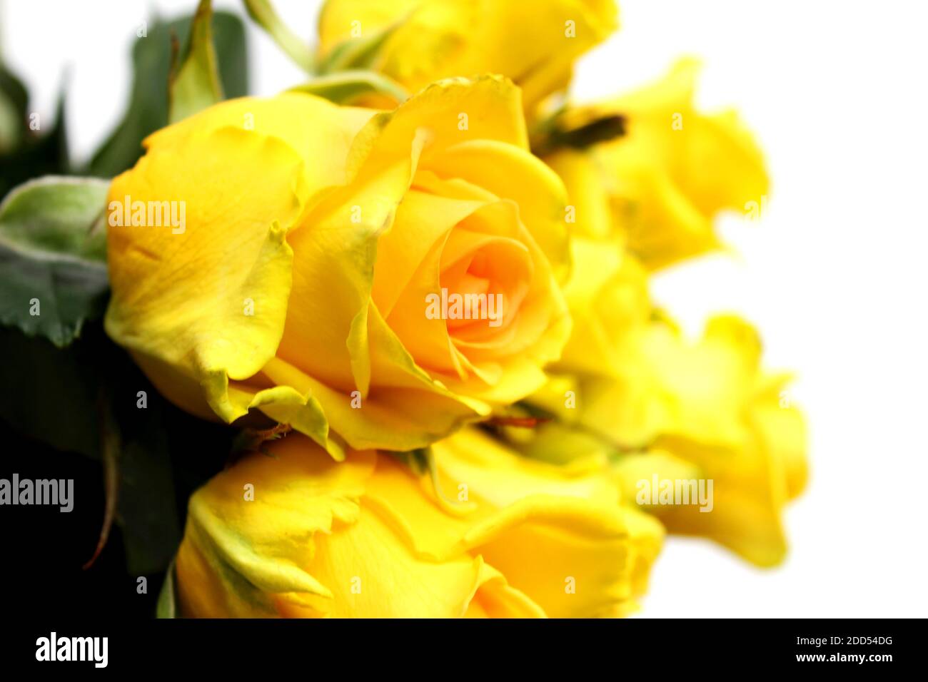 beautiful yellow rose isolated on white background Stock Photo - Alamy