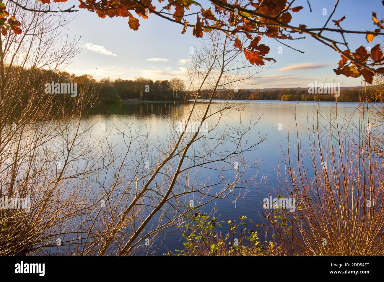 Autumnal sun and countryside lake seen through tree branches in Kent ...