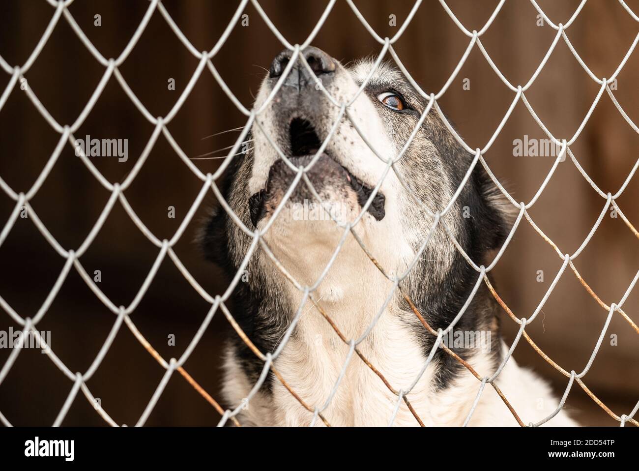 Homeless dog in a shelter for dogs Stock Photo - Alamy