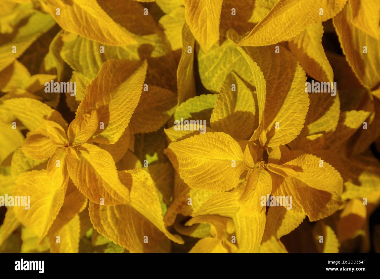 Decorative lawn leaves, Creative layout made of yellow foliage ...