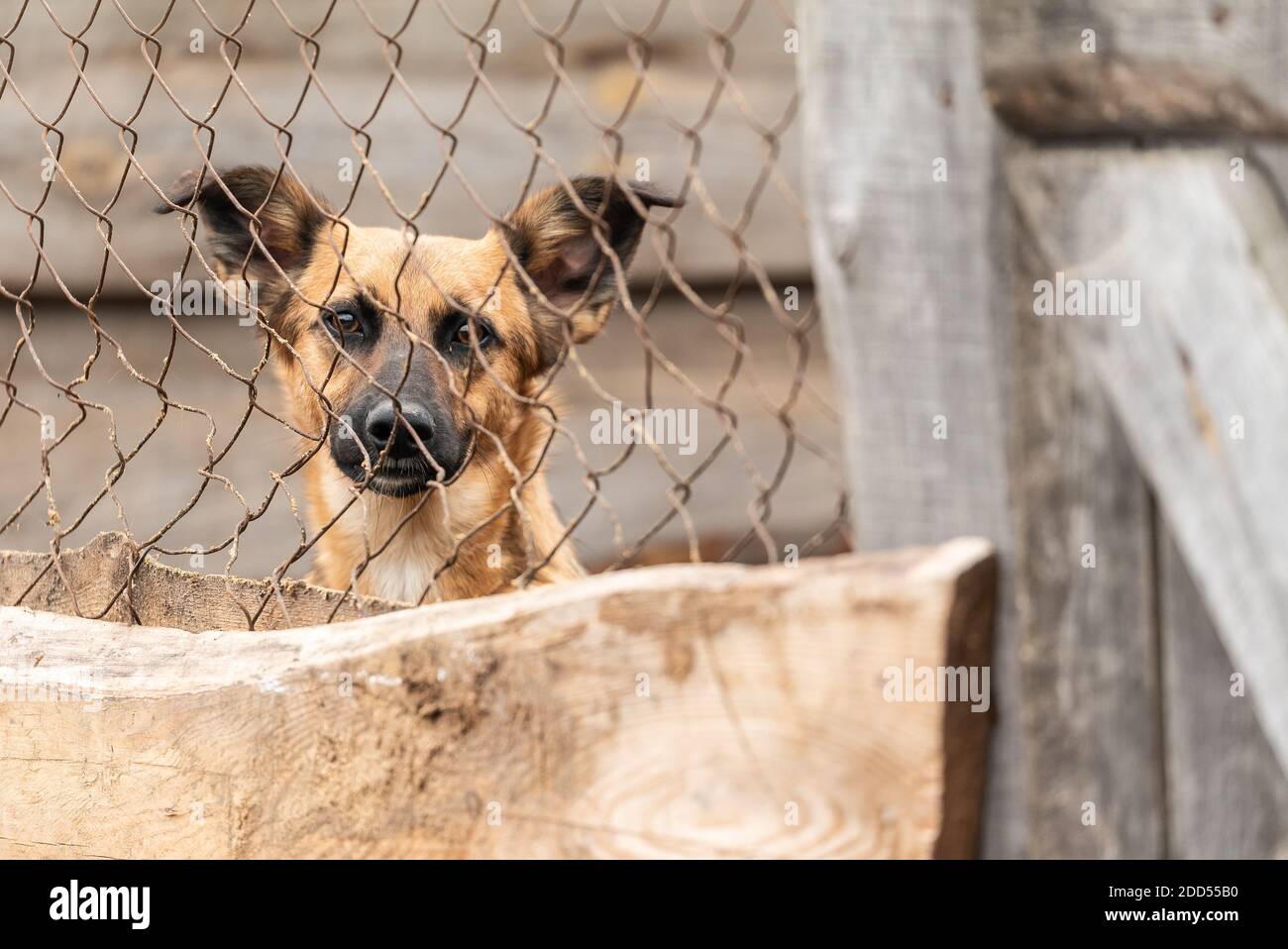 Homeless dog in a shelter for dogs Stock Photo - Alamy