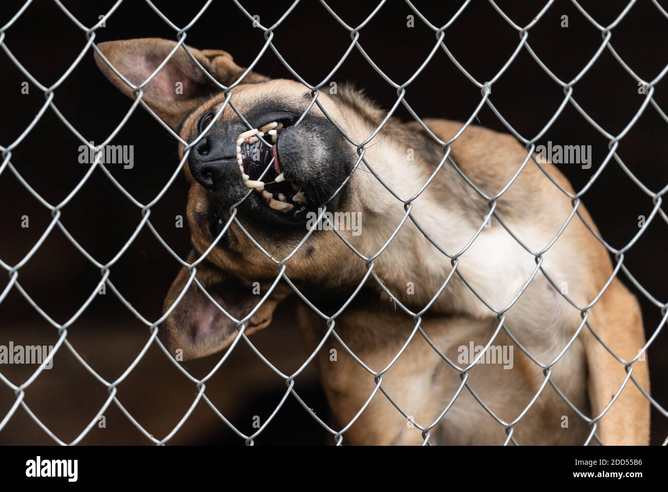 Homeless dog in a shelter for dogs Stock Photo - Alamy