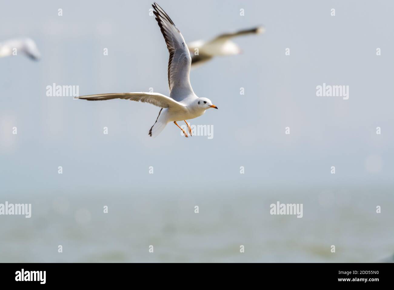 White seagulls flying over the water in Shenzhen Bay, Guangdong, China ...