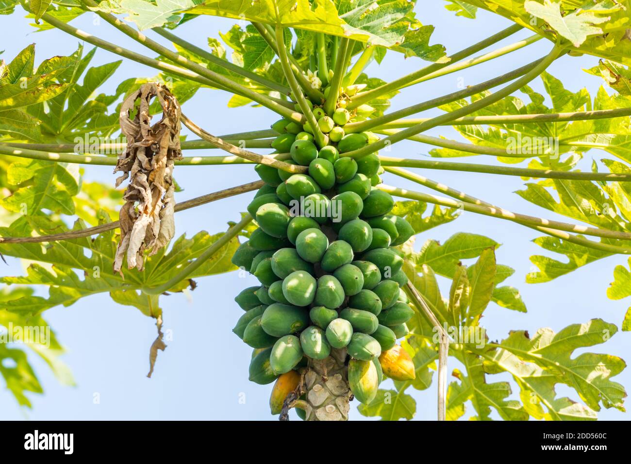 Green papaya fruit on the tree in the vegetable garden Stock Photo - Alamy