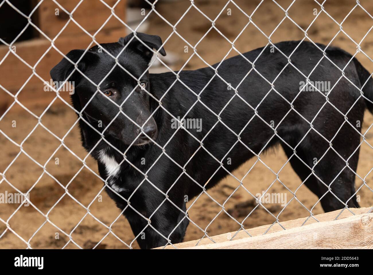 Homeless dog in a shelter for dogs Stock Photo - Alamy