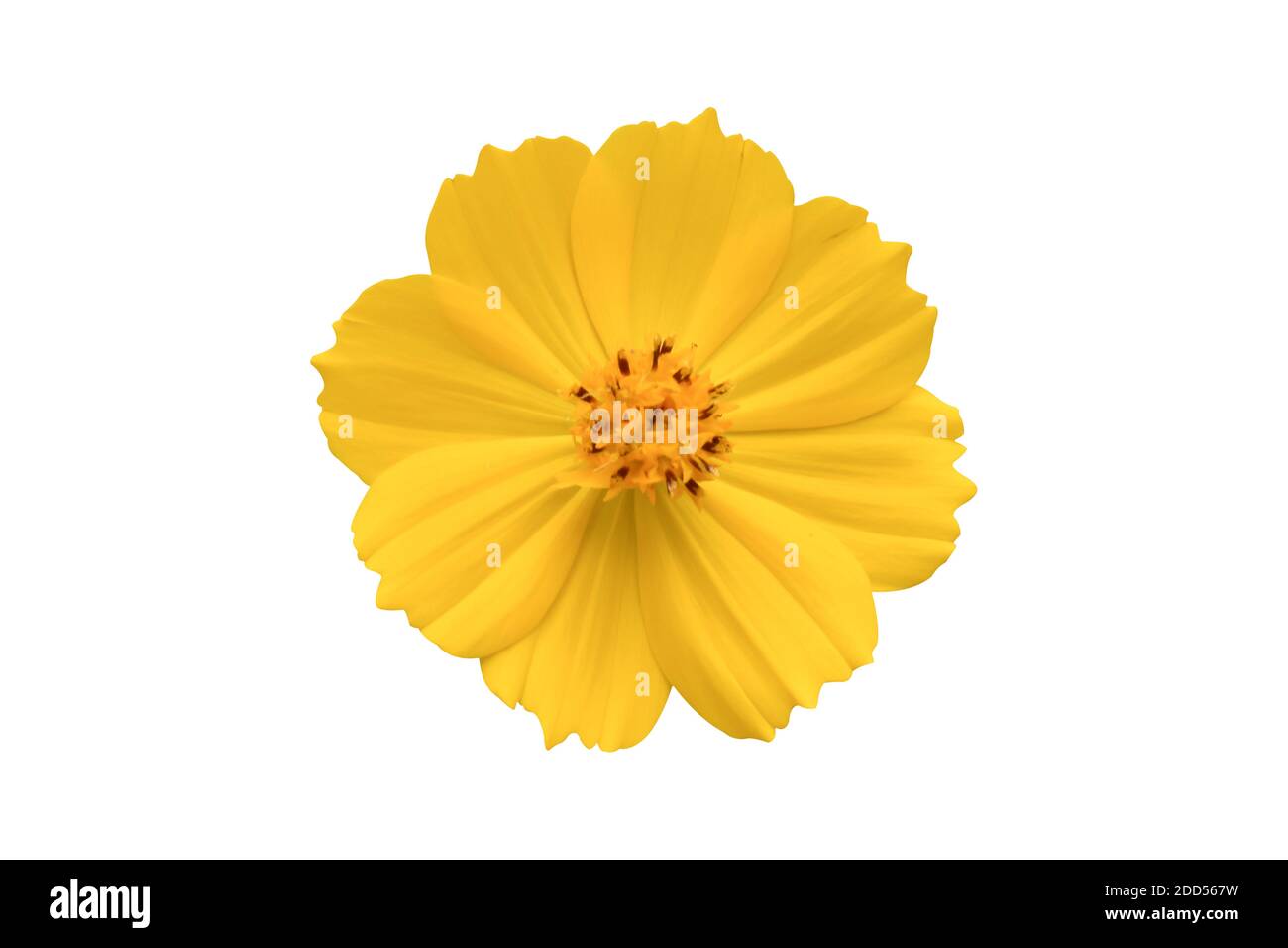 Beautiful yellow cosmos flower (Coreopsideae) Isolated on white ...