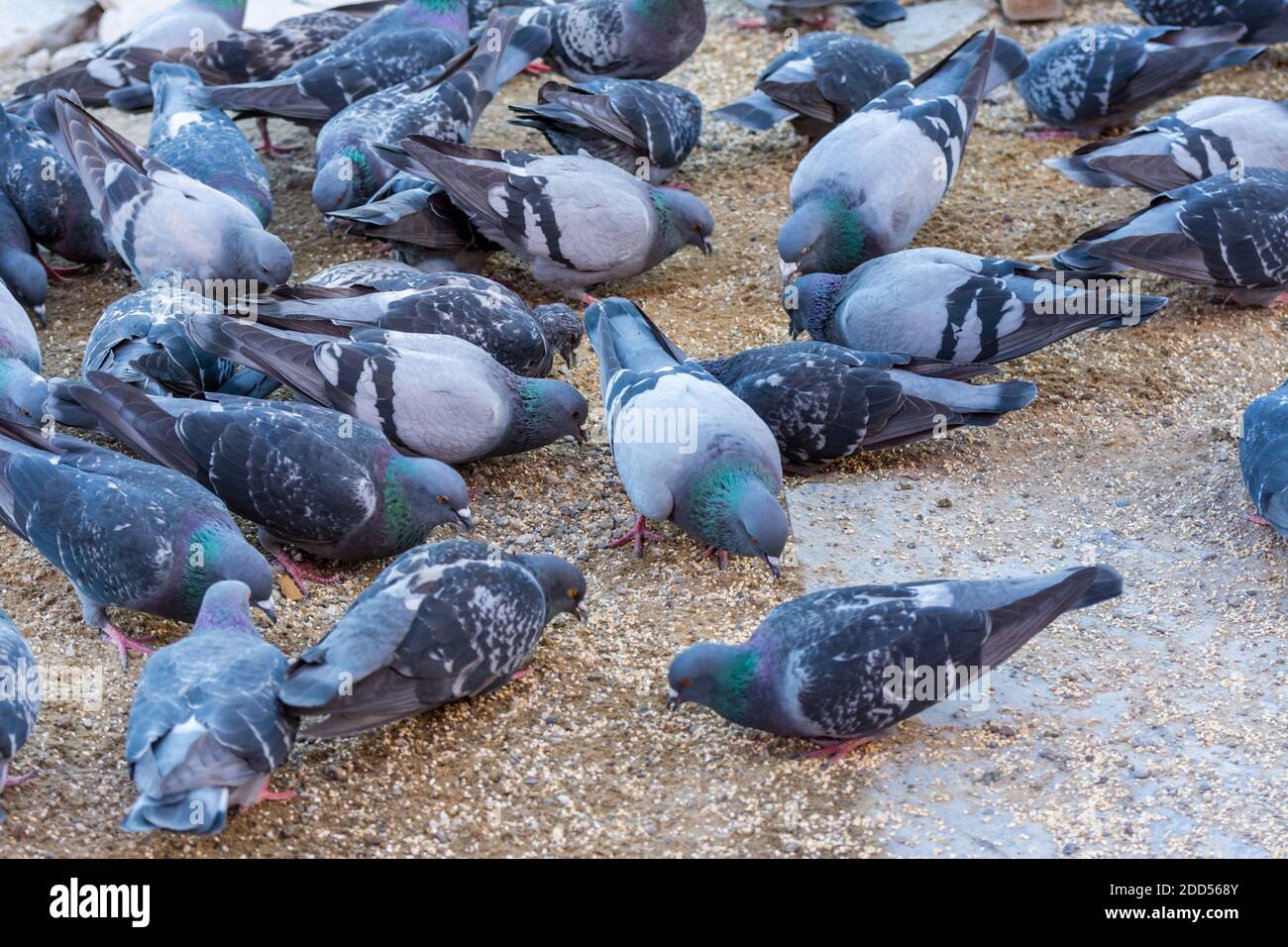 A group of grey pigeons eating food at the square in Istanbul, Turkey ...