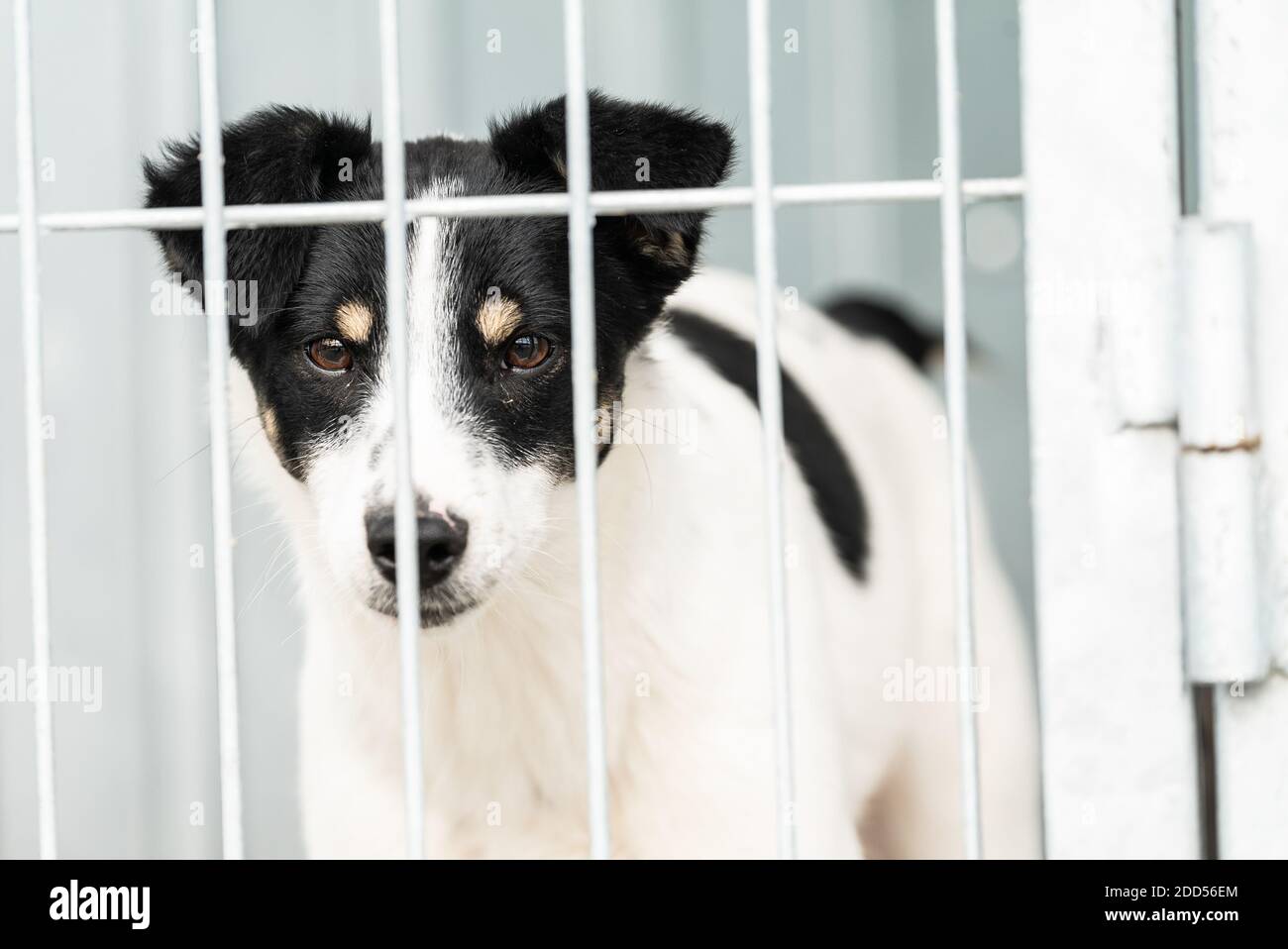 Homeless dog in a shelter for dogs Stock Photo - Alamy