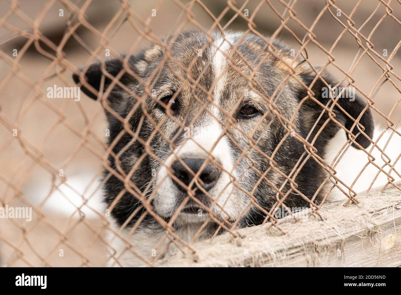 Homeless dog in a shelter for dogs Stock Photo - Alamy