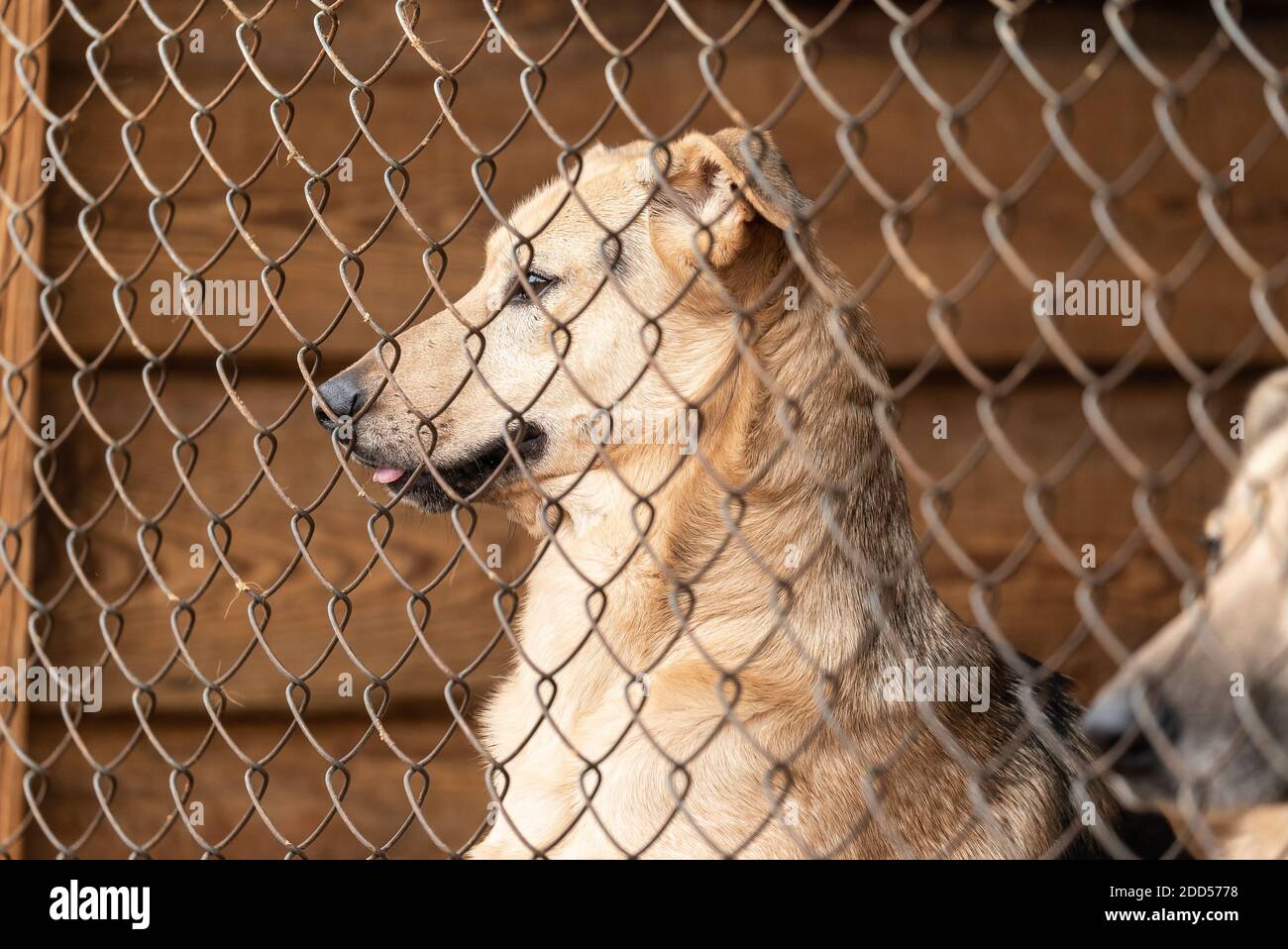Homeless dog in a shelter for dogs Stock Photo - Alamy