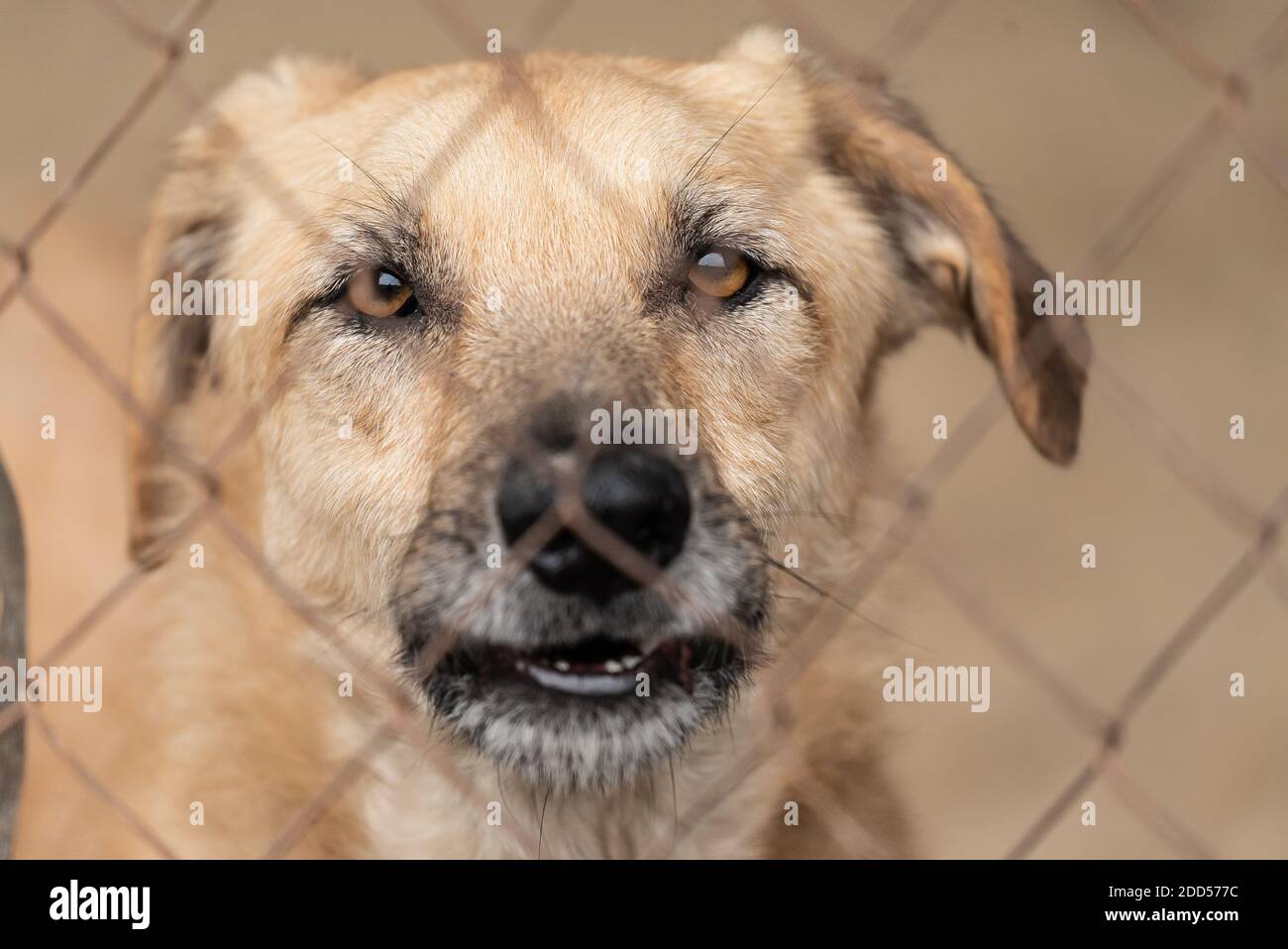 Homeless dog in a shelter for dogs Stock Photo - Alamy
