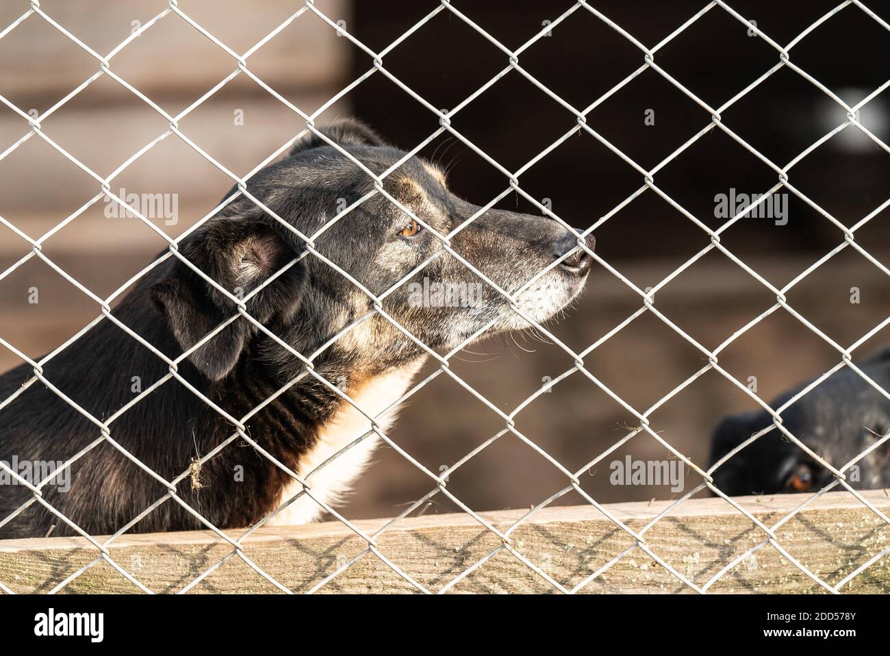 Homeless dog in a shelter for dogs Stock Photo - Alamy
