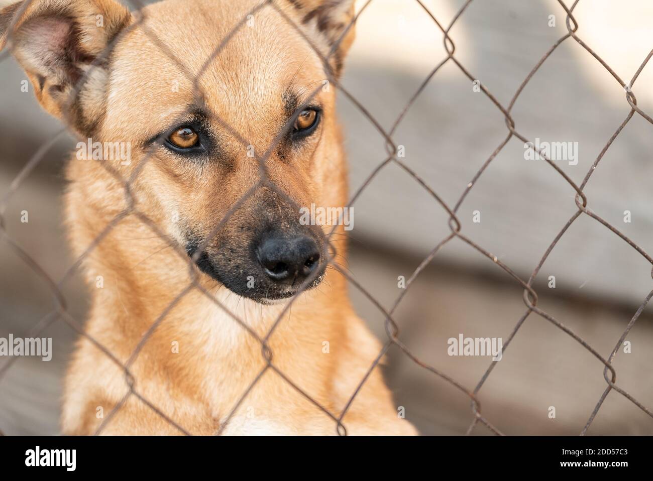 Homeless dog in a shelter for dogs Stock Photo - Alamy