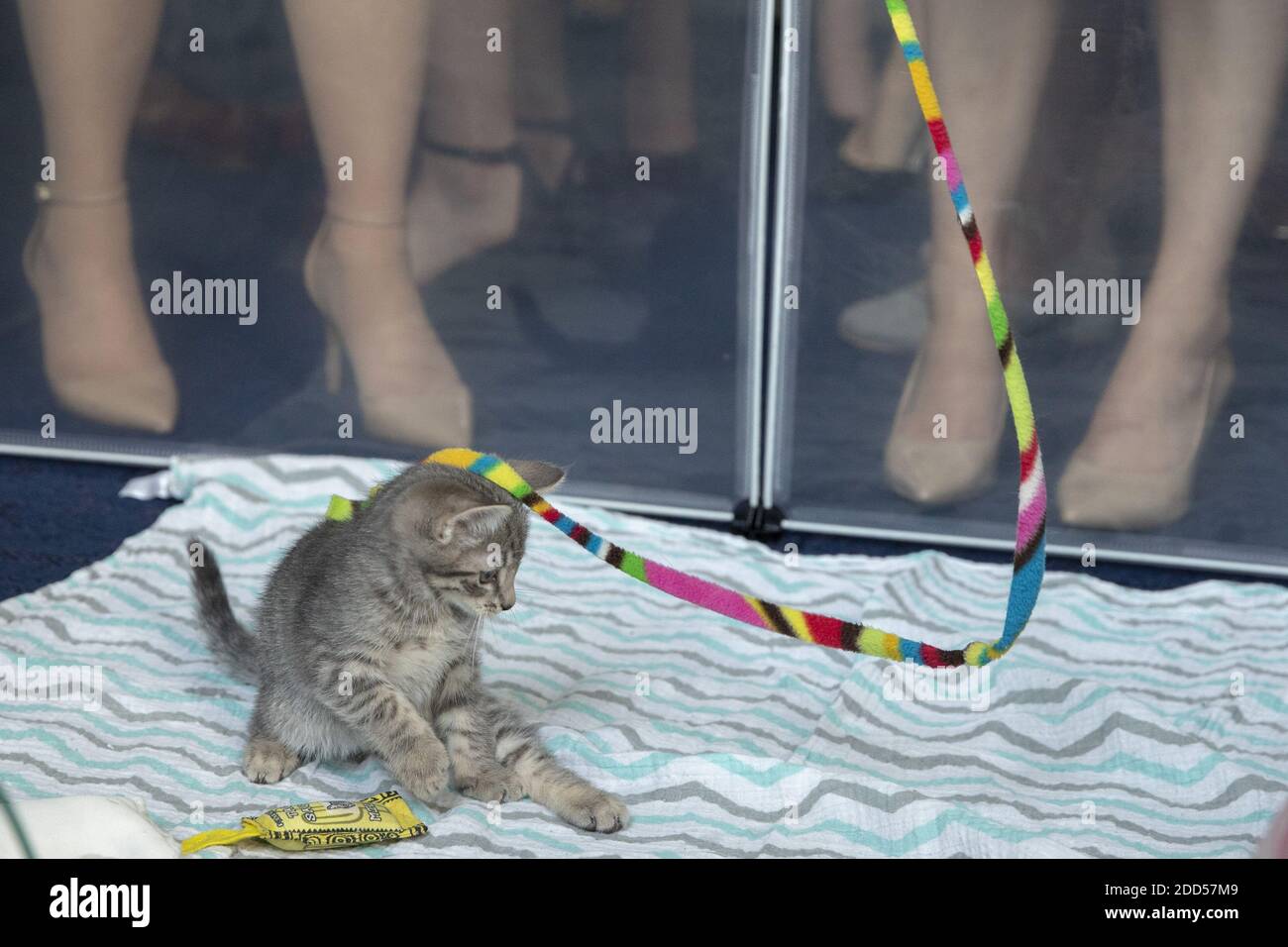 Capitol Hill staffers play with kittens in the Rayburn House Office ...