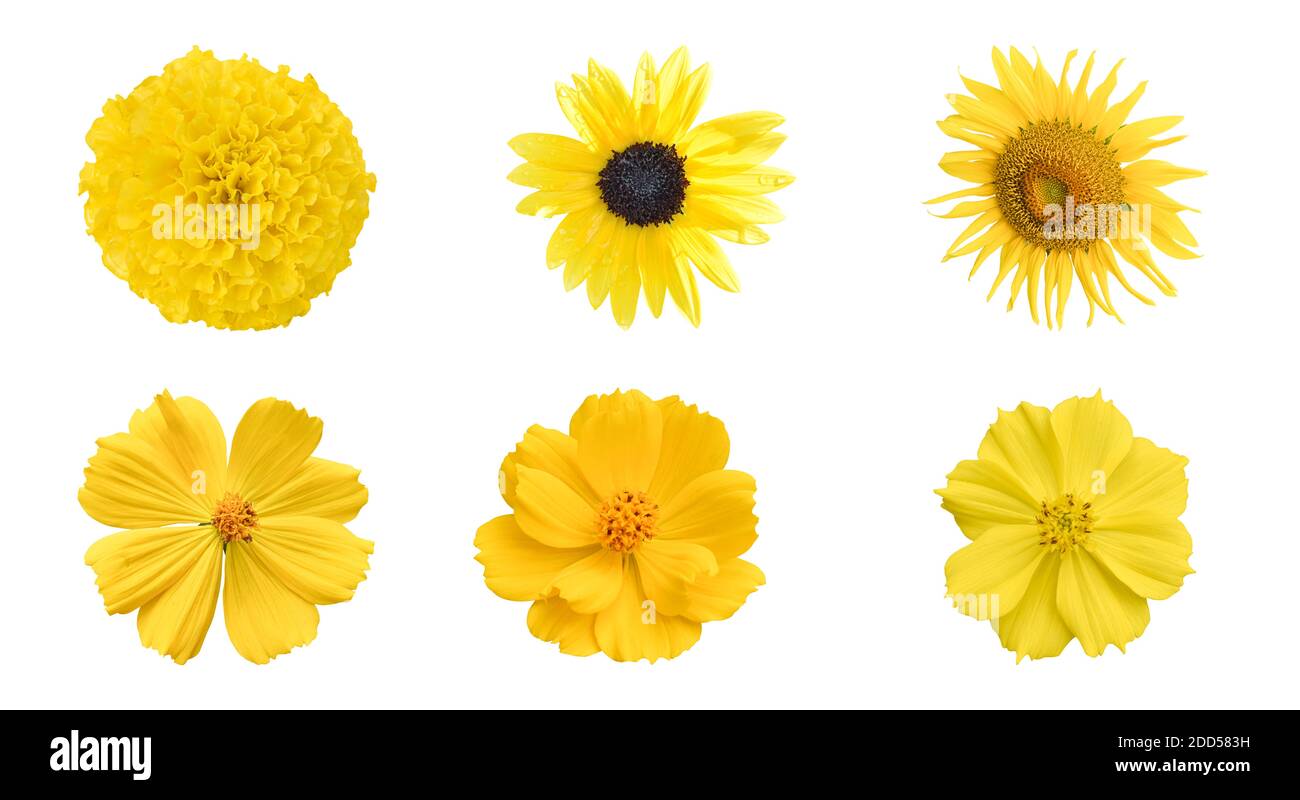 Yellow cornflower hi-res stock photography and images - Alamy