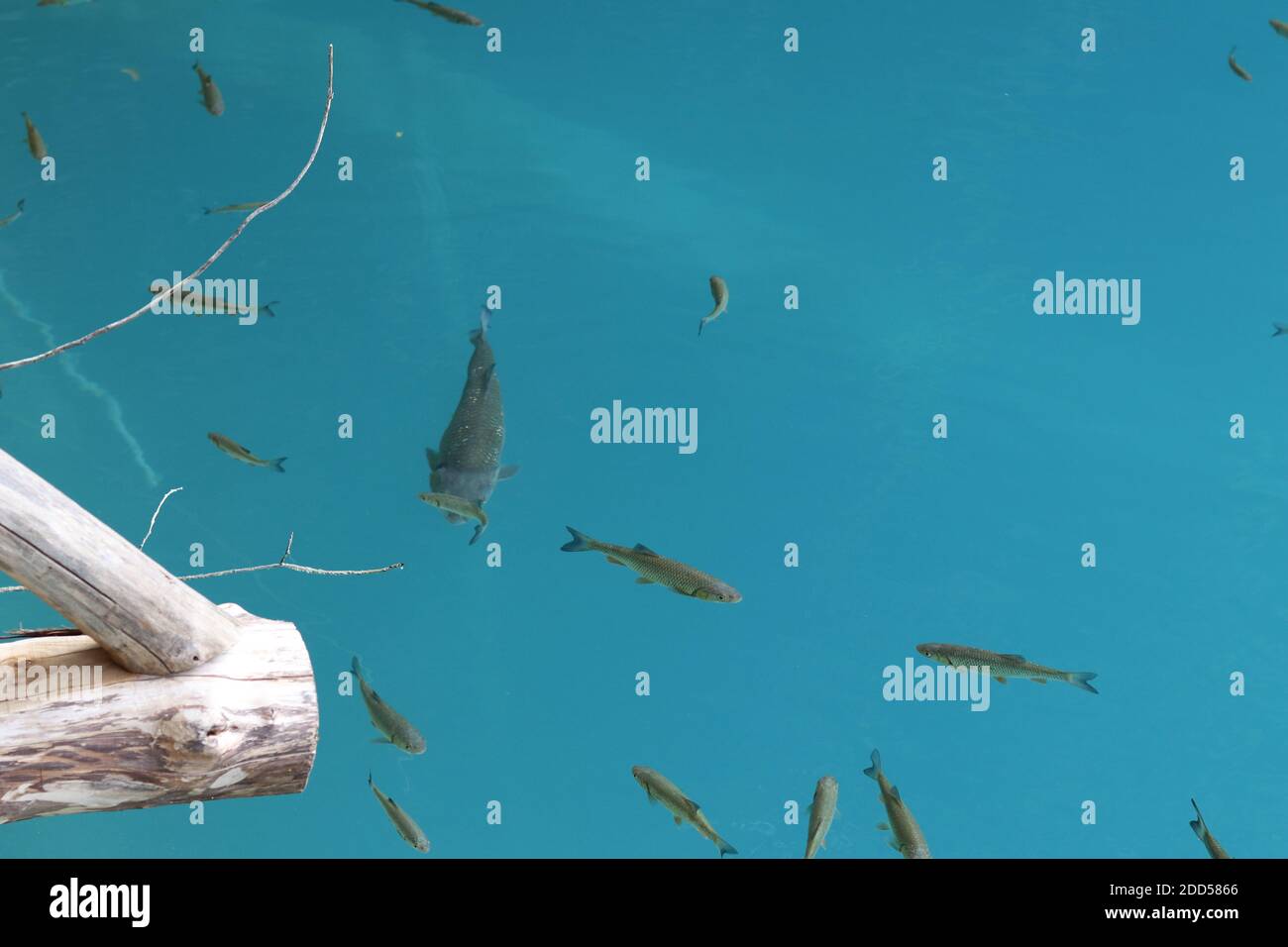 Top view fishes swimming in hi-res stock photography and images - Alamy