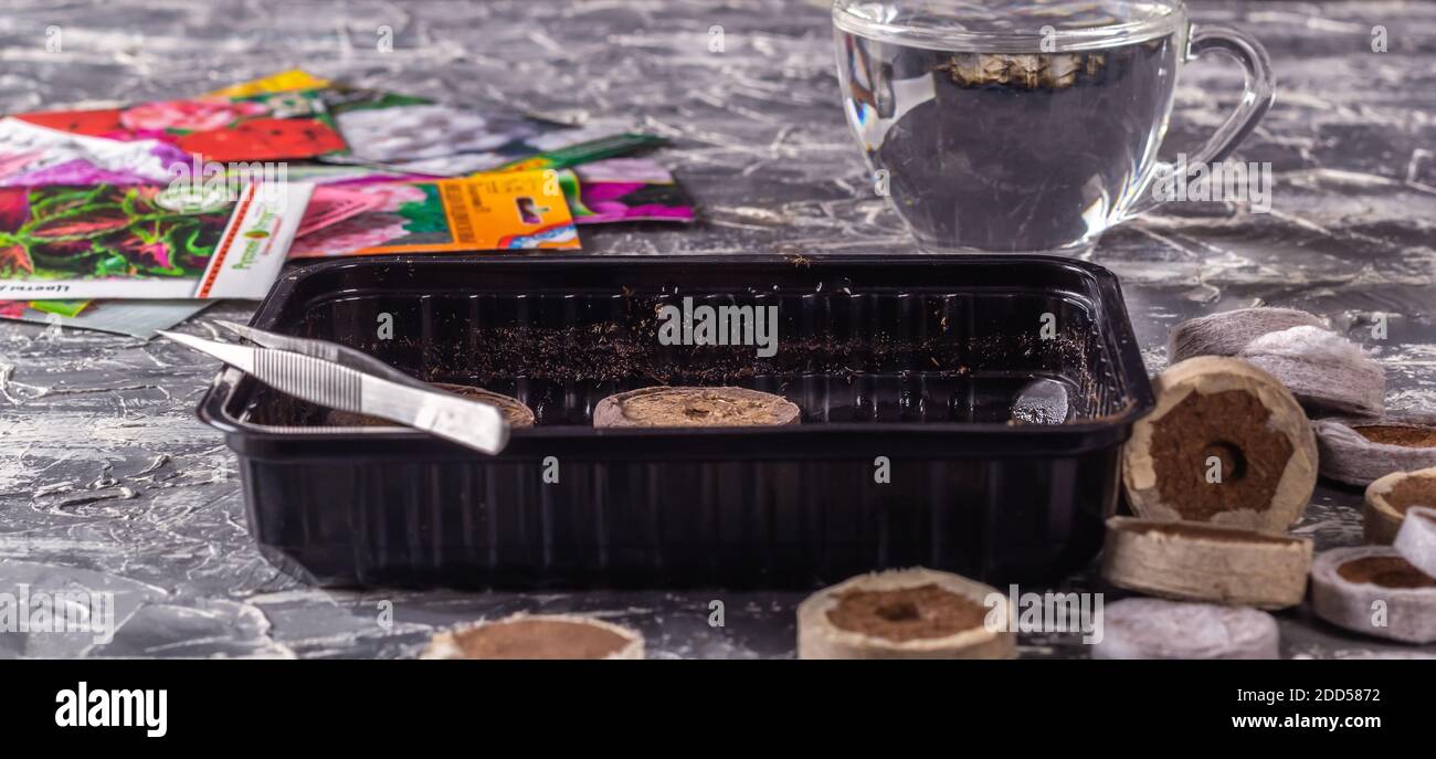 Preparing for planting flower seeds in peat tablets. Peat seedling ...