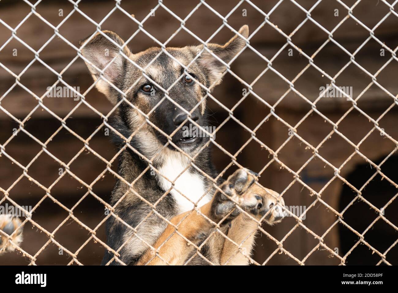 Homeless dog in a shelter for dogs Stock Photo - Alamy