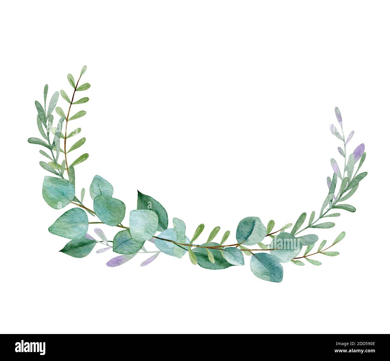 Eucalyptus leaves border isolated on white background Stock Photo - Alamy