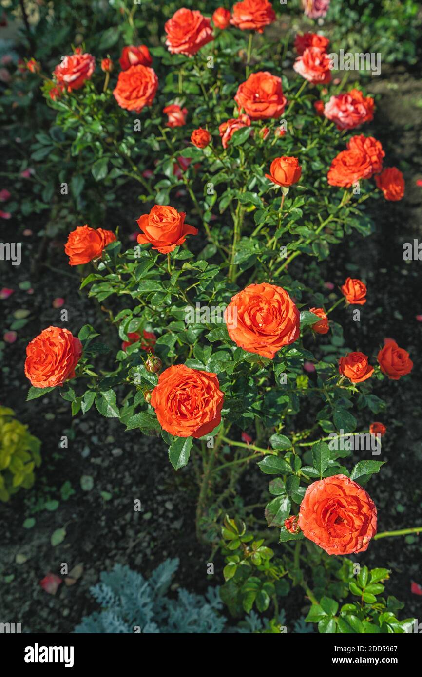 Beautiful red rose bush hi-res stock photography and images - Alamy