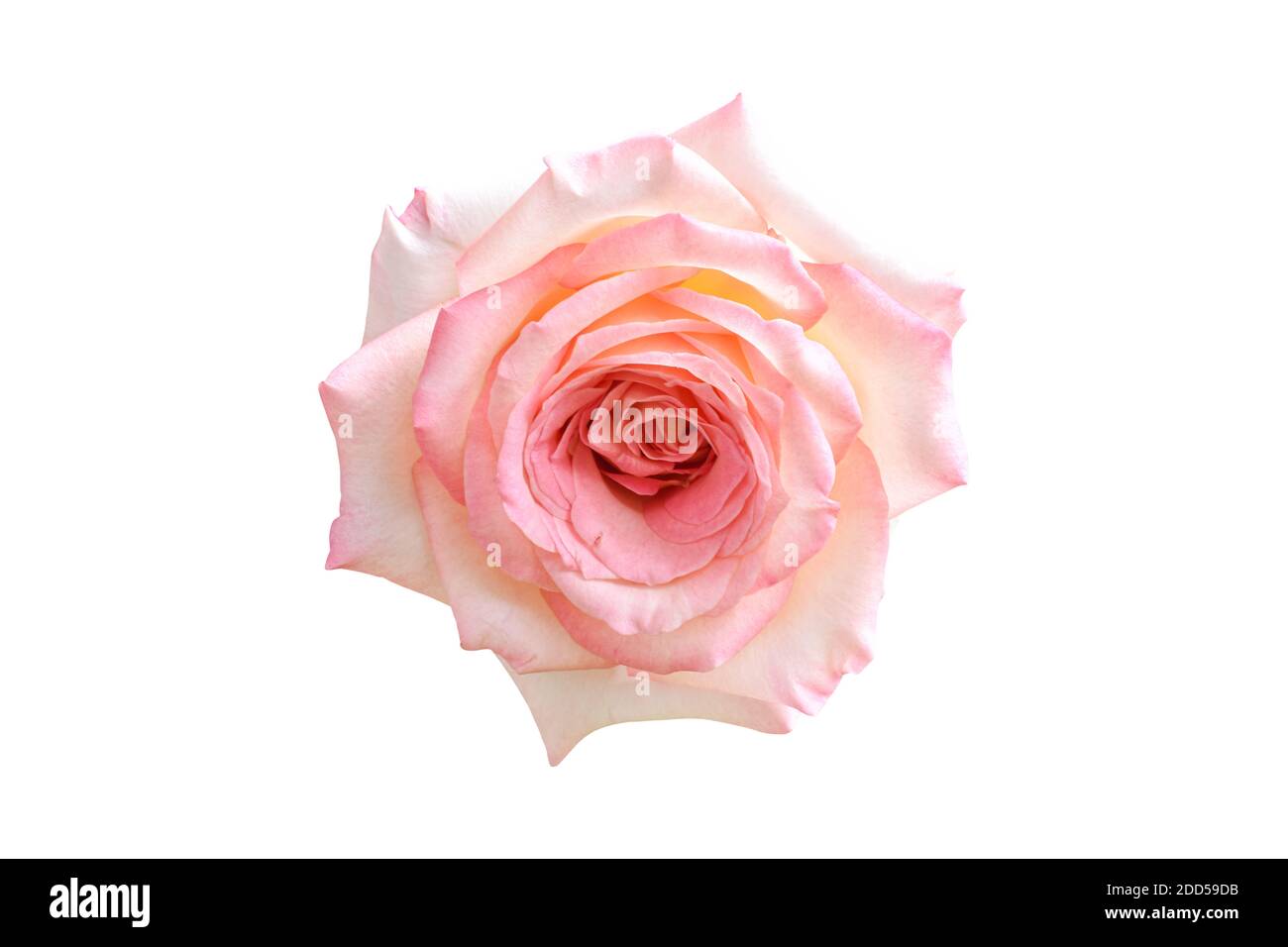 Beautiful pink rose isolated on white background. Fully open gentle ...