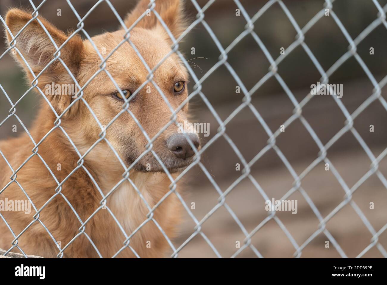 Homeless dog in a shelter for dogs Stock Photo - Alamy