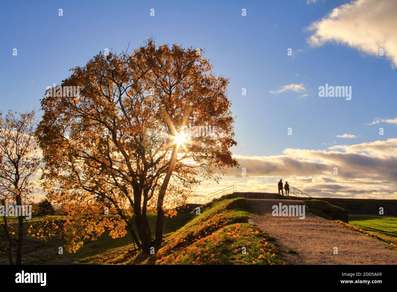 Autumnal park scenery with a big maple tree with sun shining through ...