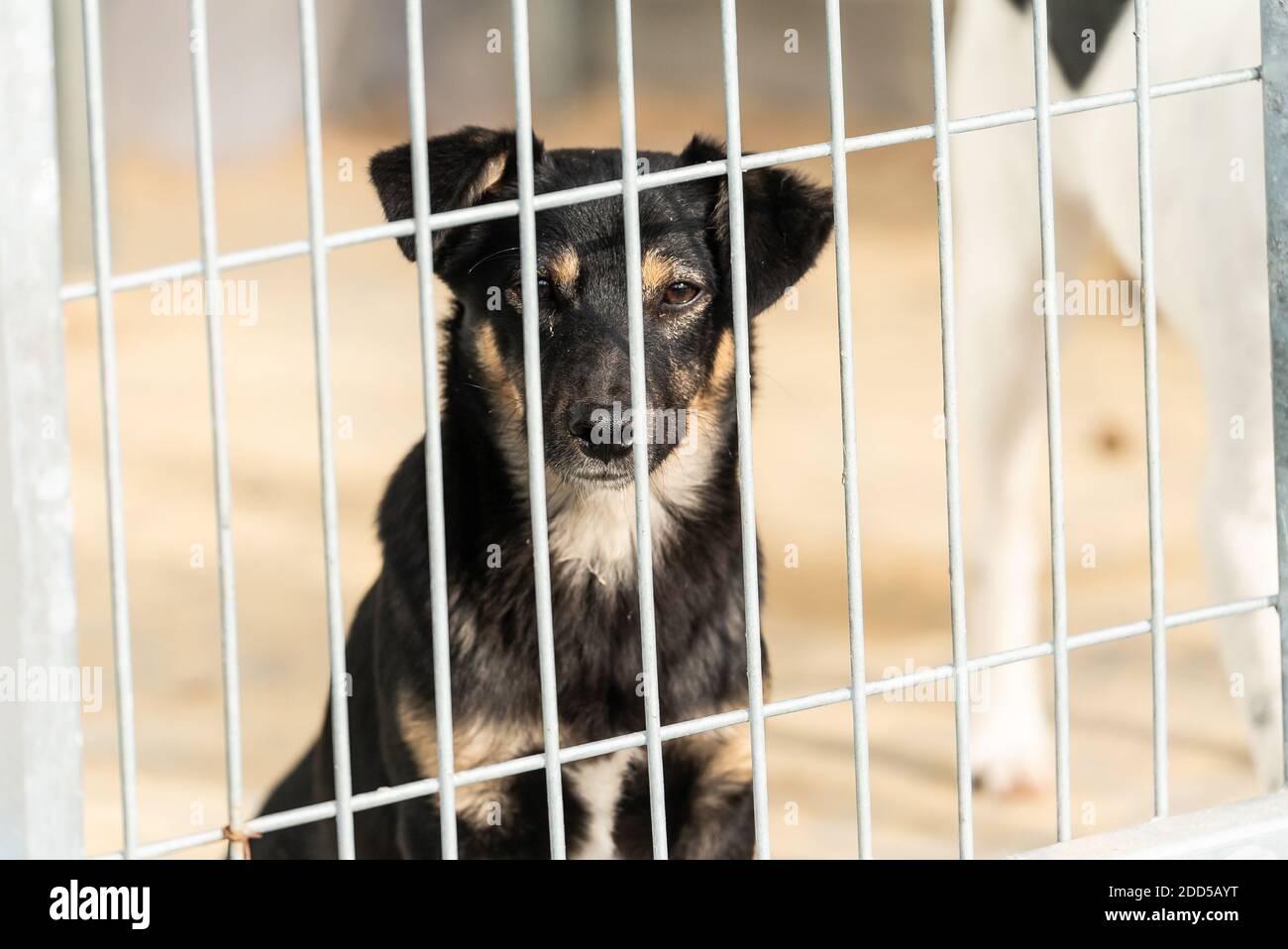 Homeless dog in a shelter for dogs Stock Photo - Alamy