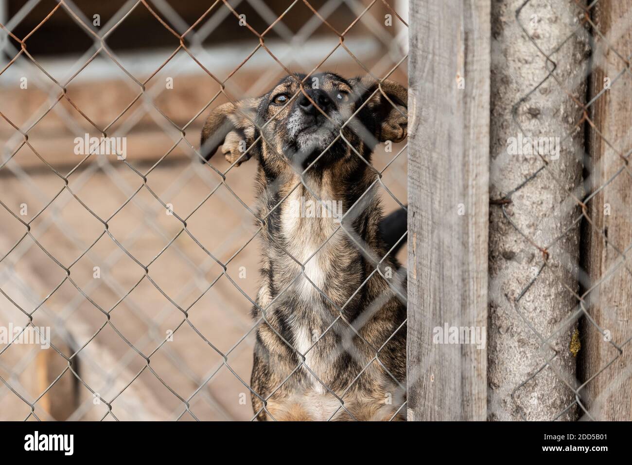 Homeless dog in a shelter for dogs Stock Photo - Alamy
