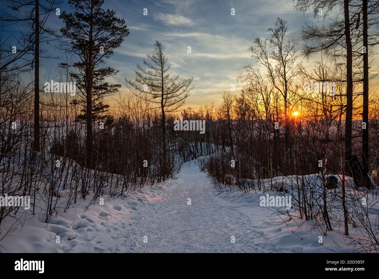 Snow tree in winter forest. Walk in winter forest at sunset. Path in ...