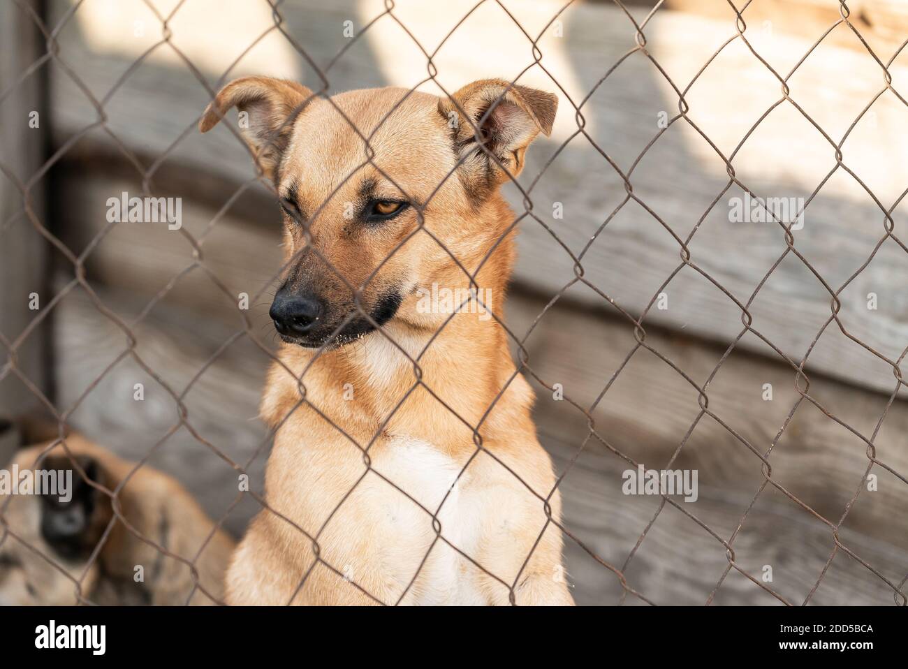 Homeless dog in a shelter for dogs Stock Photo - Alamy
